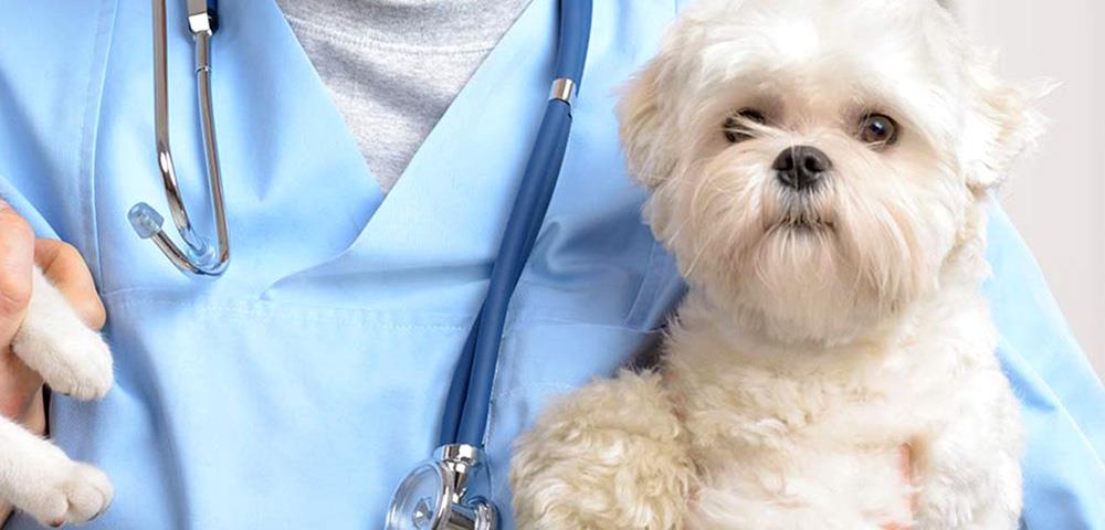 Veterinere Gitmeden Önce Bilinmesi Gerekenler 2025